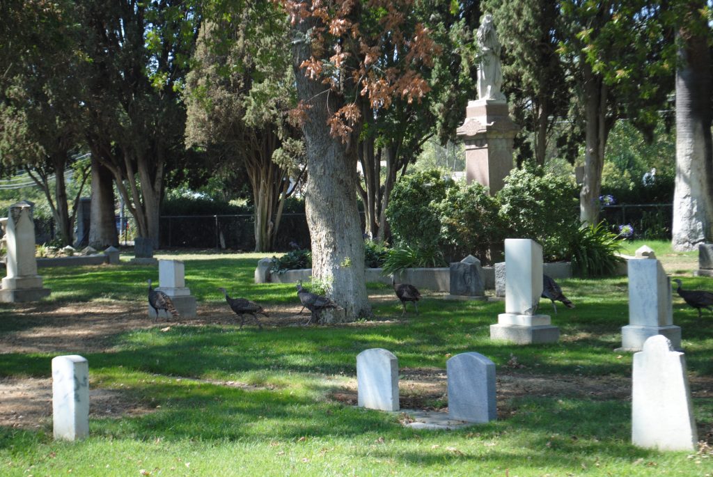 DSC_0036 – Davis Cemetery District & Arboretum