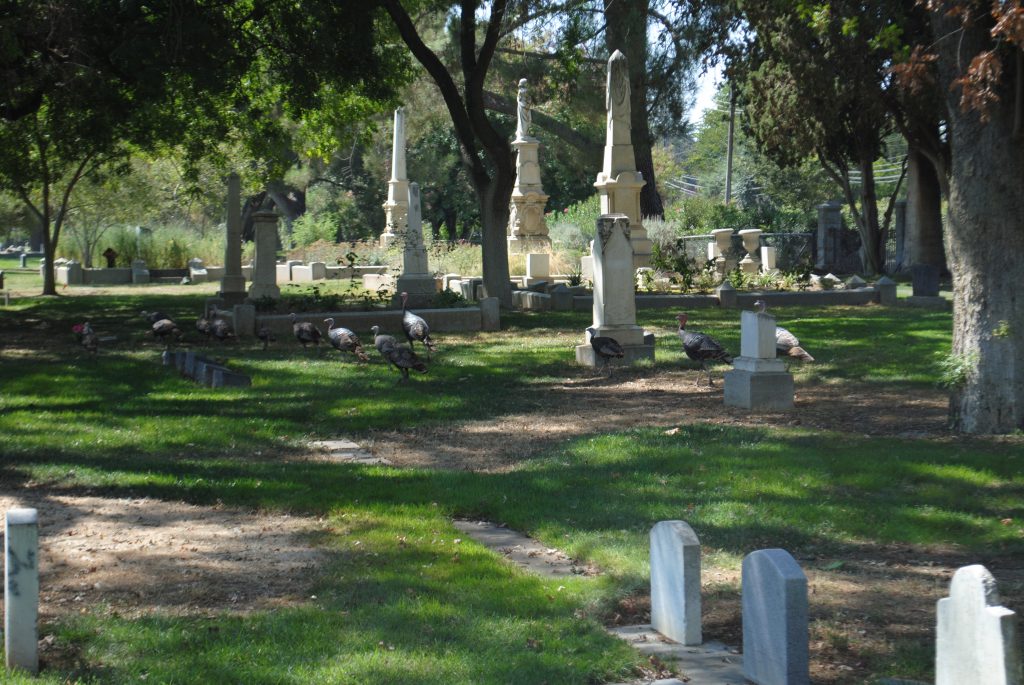DSC_0037 – Davis Cemetery District & Arboretum